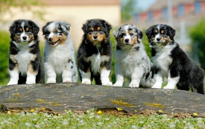 Ute Huber aus Plüderhausen: Tierfotografin aus Leidenschaft ...