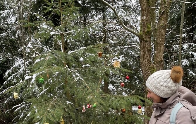 Weihnachtlicher Wanderweg im Welzheimer Tannwald ist sehr gut besucht ...