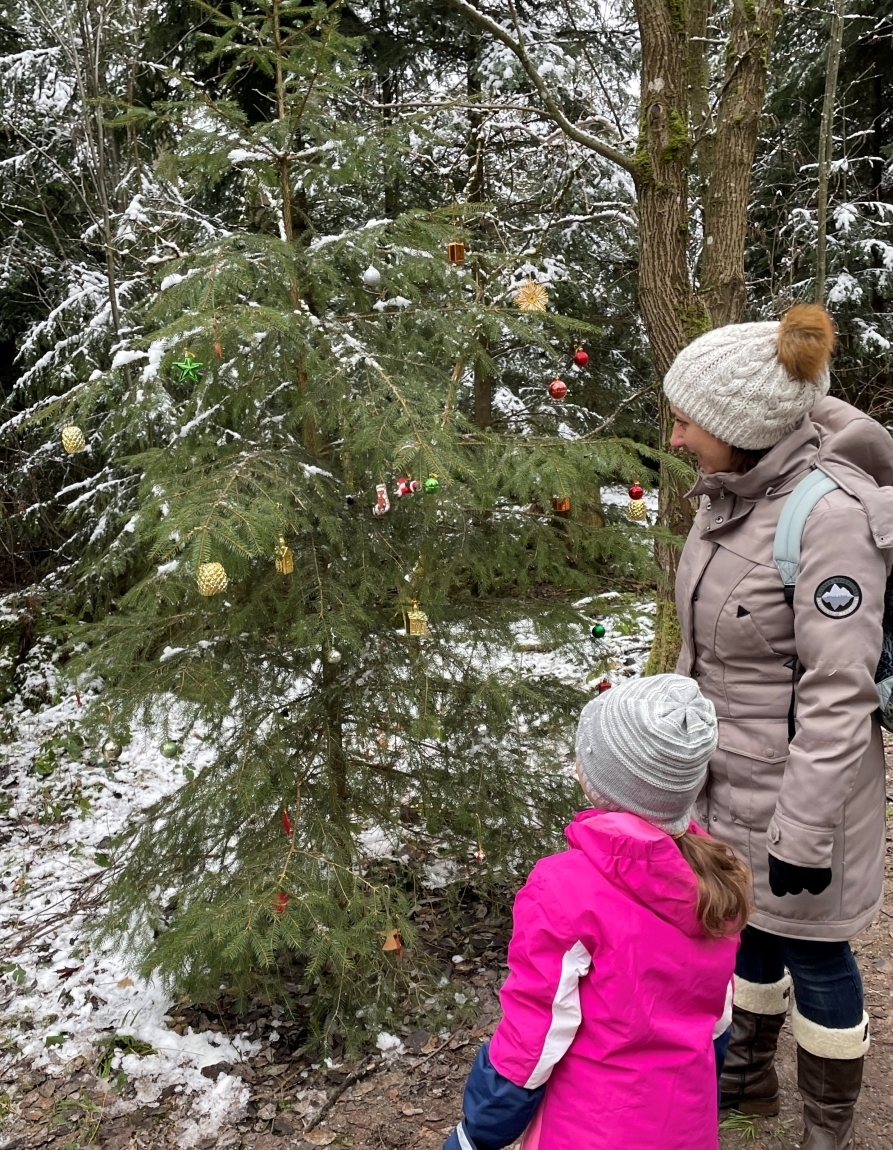 Weihnachtlicher Wanderweg im Welzheimer Tannwald ist sehr gut besucht ...