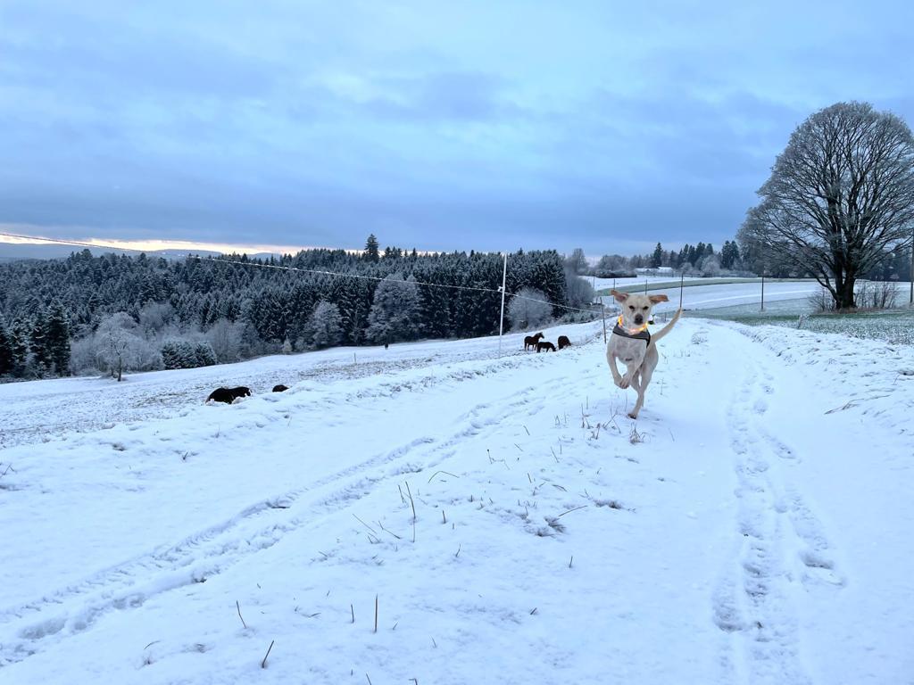 Pünktlich zum ersten Adventswochenende: Schnee im Welzheimer Wald ...