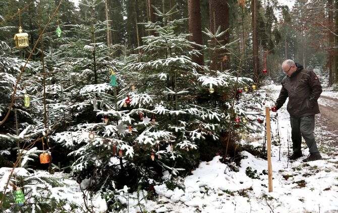 Was der Weihnachtswald im Welzheimer Tannwald ab Sonntag (12.12.) zu ...