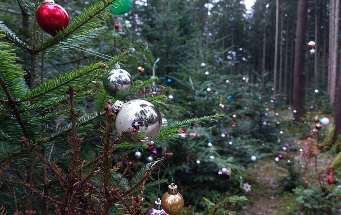 Müll im Tannwald Welzheim: "Lametta hat im Wald nichts verloren ...