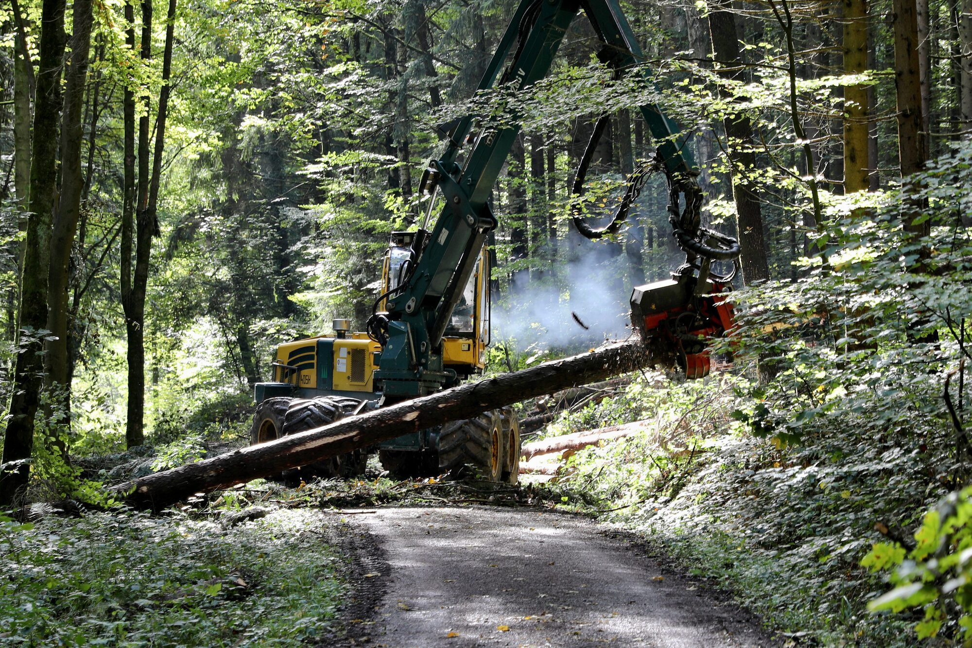 Nach der Holzernte im Rems-Murr-Kreis: Alles kaputt im Wald? - Nachrichten aus dem Rems-Murr ...