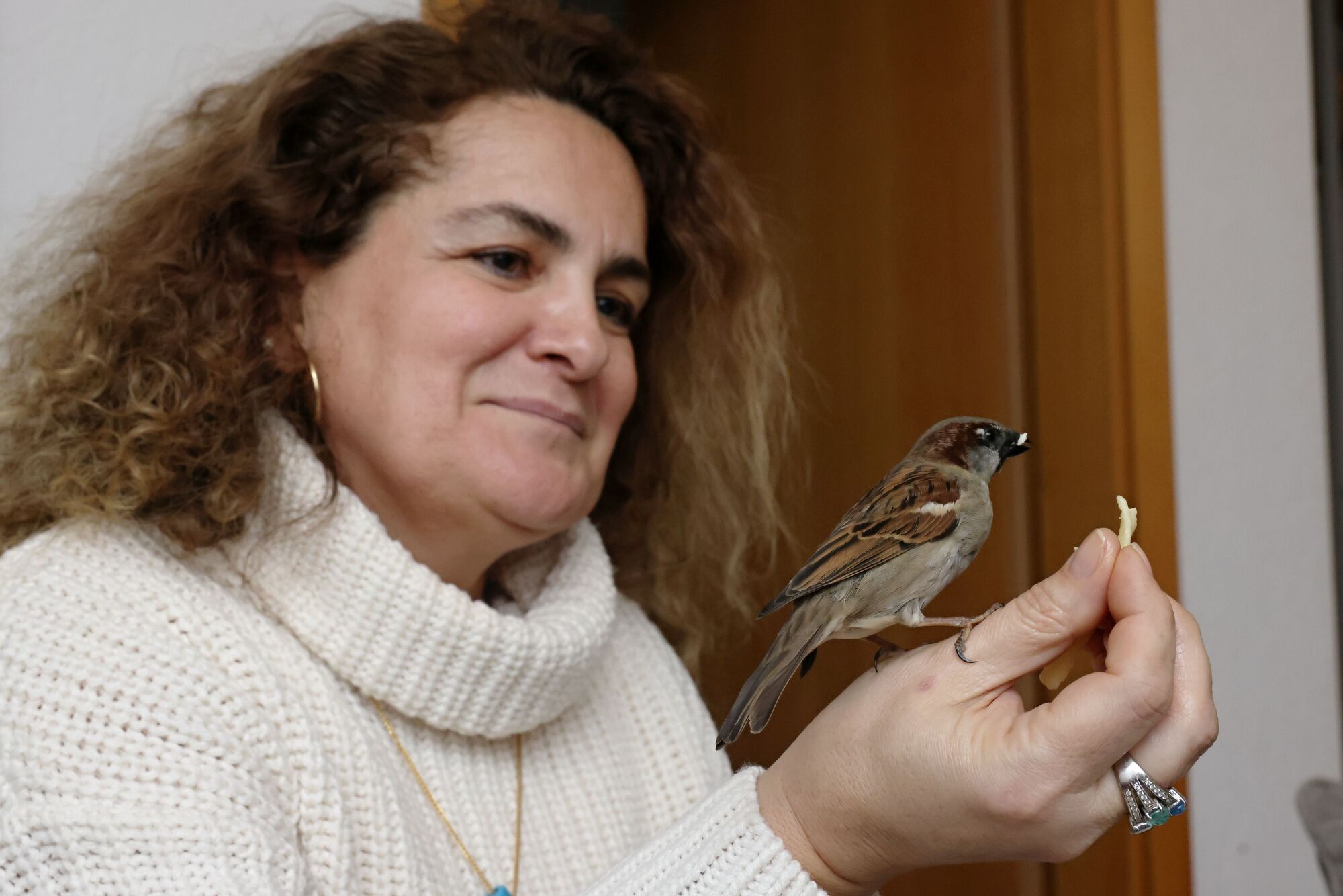 Ungewöhnlich zutraulich: Spatz nistet sich bei Familie Ünlük in ...