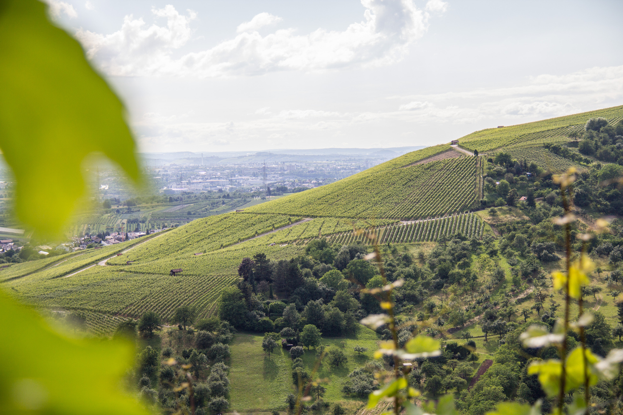Wander-Tipp für den 1. Mai rund um Weinstadt: Wein-Hopping zur ...