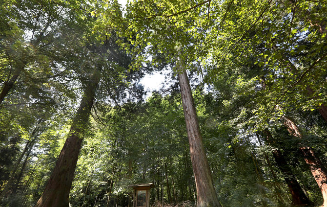 Die Mammutbäume im Welzheimer Tannwald - Ruhen im Schatten stoischer ...