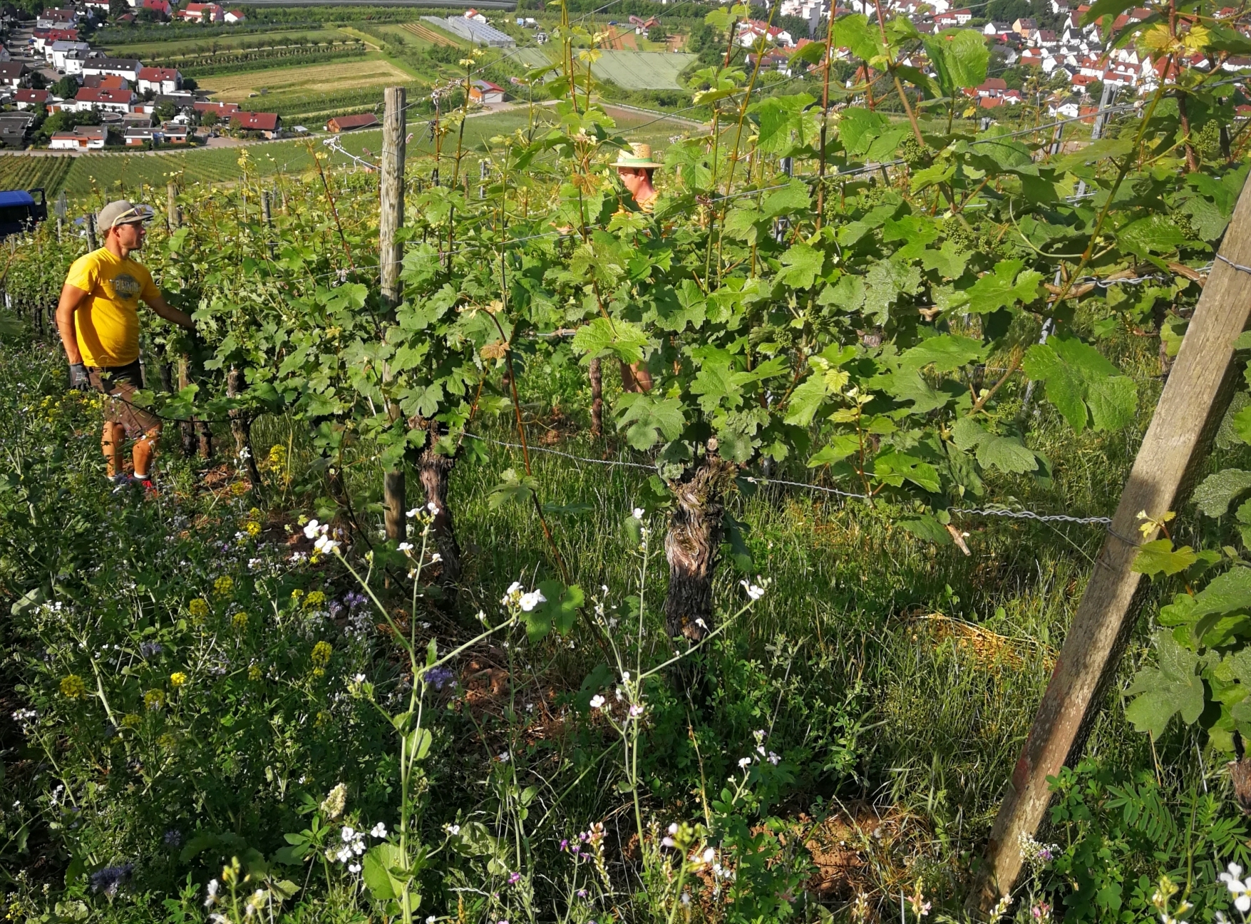 Weingut Singer-Bader aus Korb pflanzt Blühwiese beim Kauf einer Flasche ...