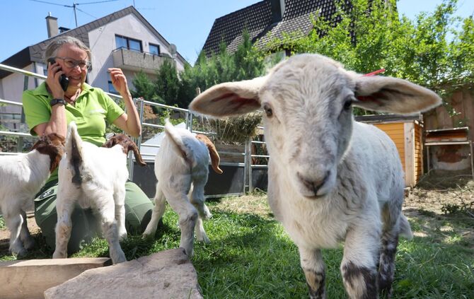 Krähen attackieren neugeborene Zicklein: Beatrix Kappeller kämpft um ...