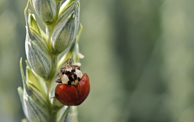 Marienkäfer statt Pestizid: Waiblinger Landwirt Volker Escher prüft ...