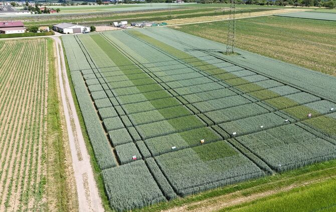 Marienkäfer statt Pestizid: Waiblinger Landwirt Volker Escher prüft ...